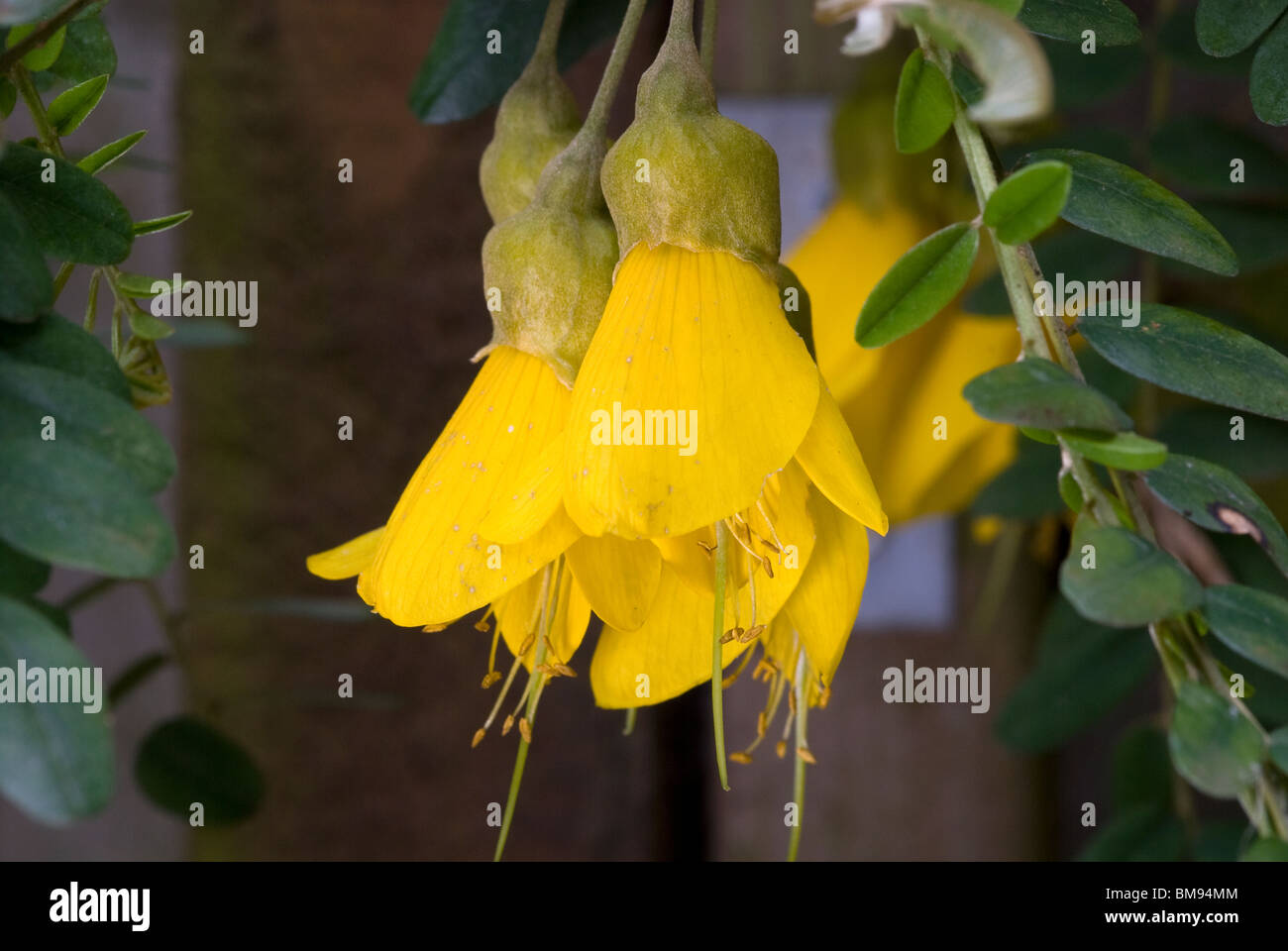 Sophora hi-res stock photography and images - Alamy