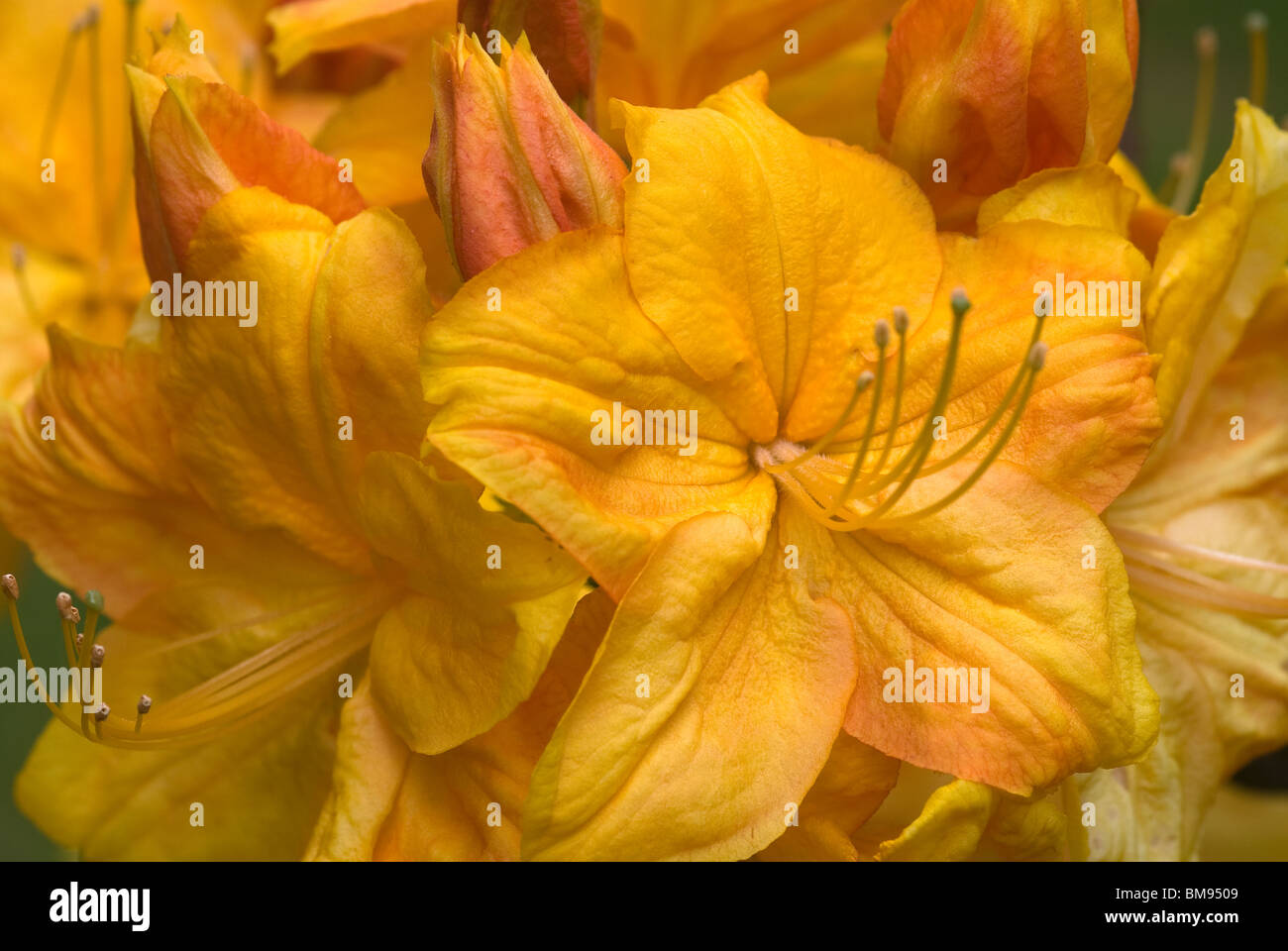 Azalea In Bloom High Resolution Stock Photography and Images - Alamy