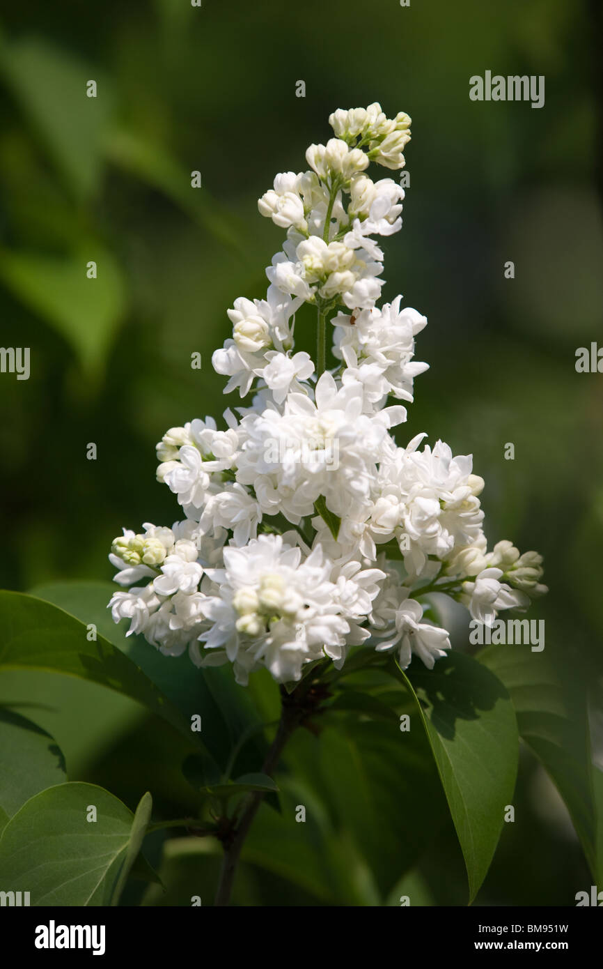 Common white lilac hi-res stock photography and images - Alamy