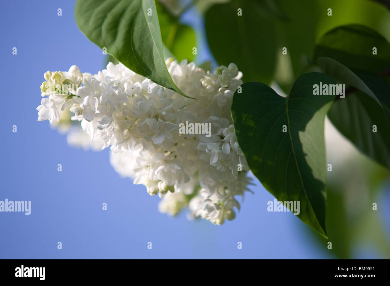 white Syringa vulgaris or Lilac Stock Photo - Alamy