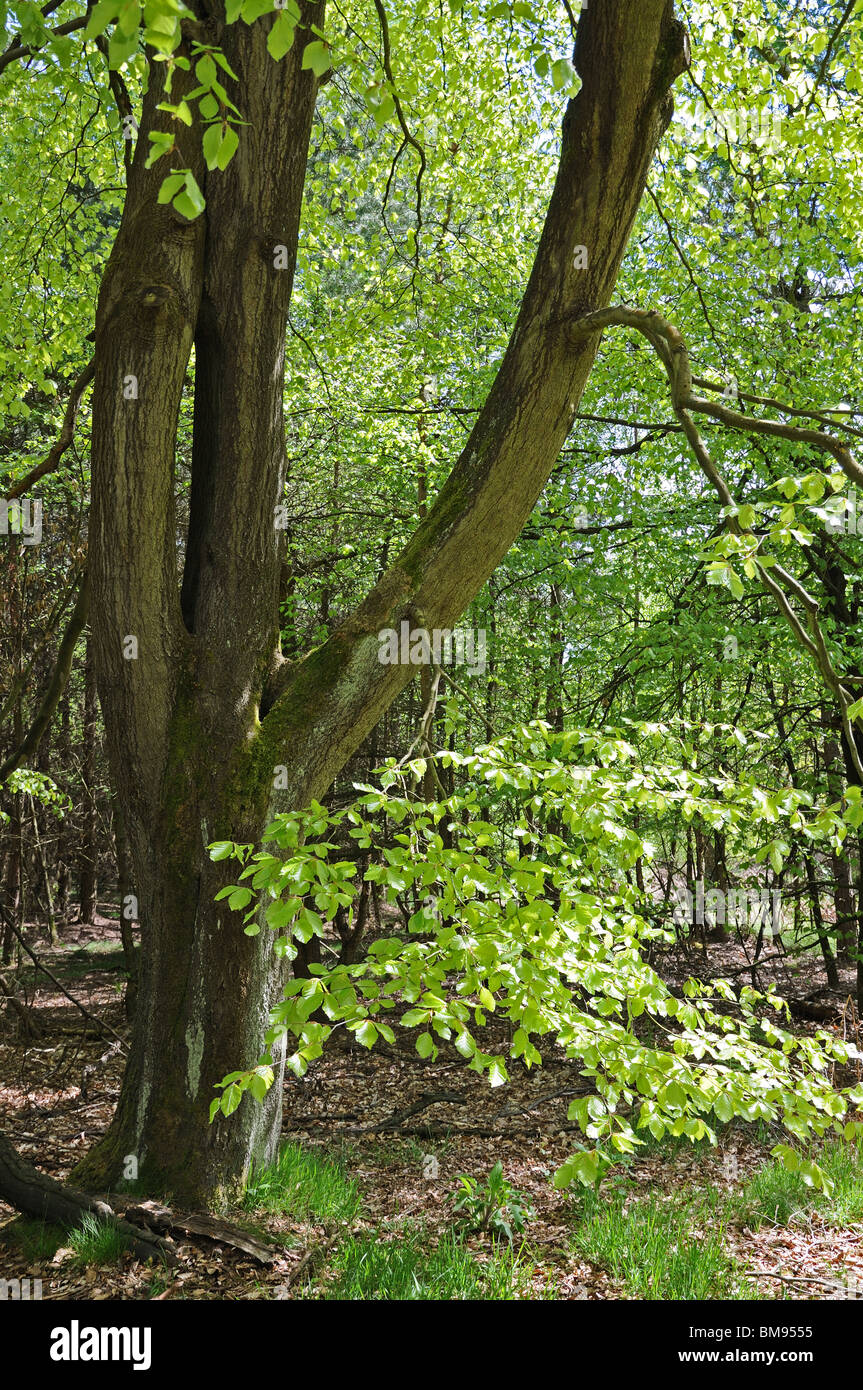 Beech tree trunk and leaf canopy inside forest on Cannock Chase ...