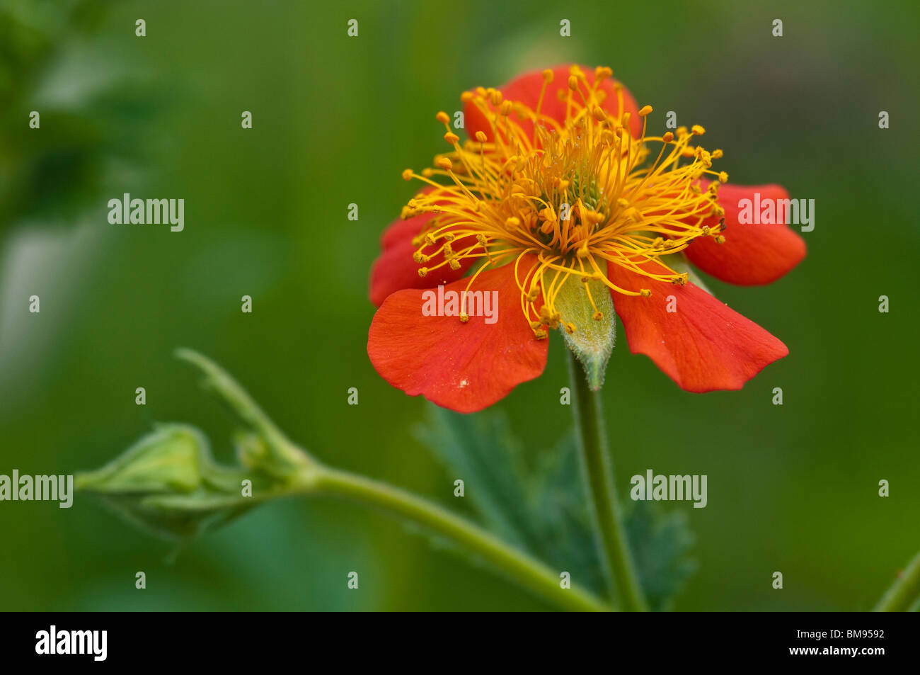 Orange geum hi-res stock photography and images - Alamy