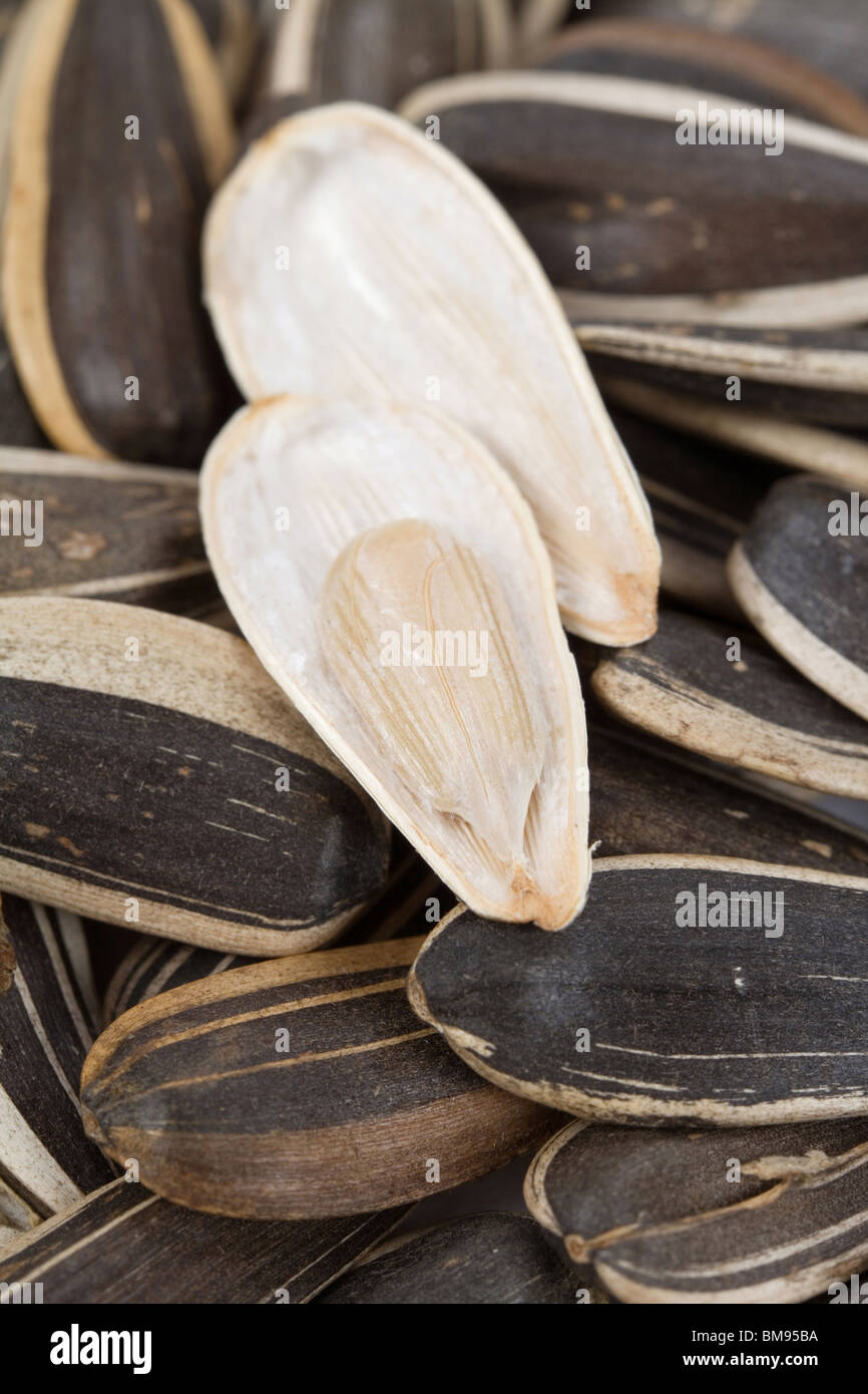 Sunflower Seed close up shot Stock Photo - Alamy