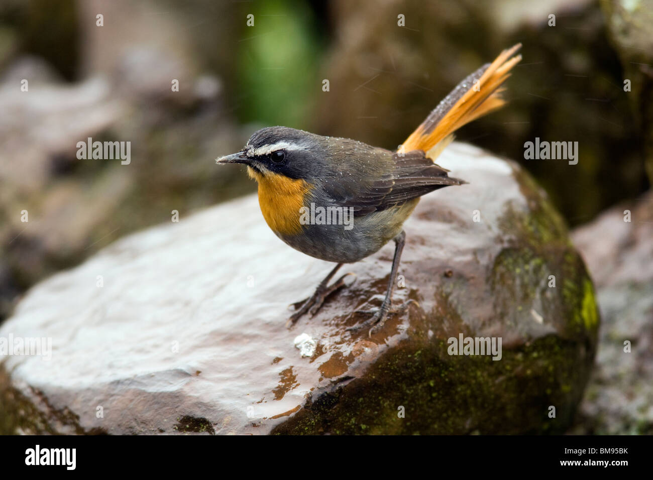 Cape Robin-Chat - Aberdare National Park, Kenya Stock Photo - Alamy
