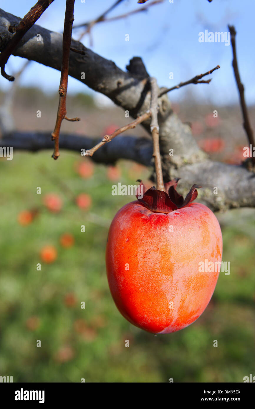 Persimmon fruit hi-res stock photography and images - Alamy
