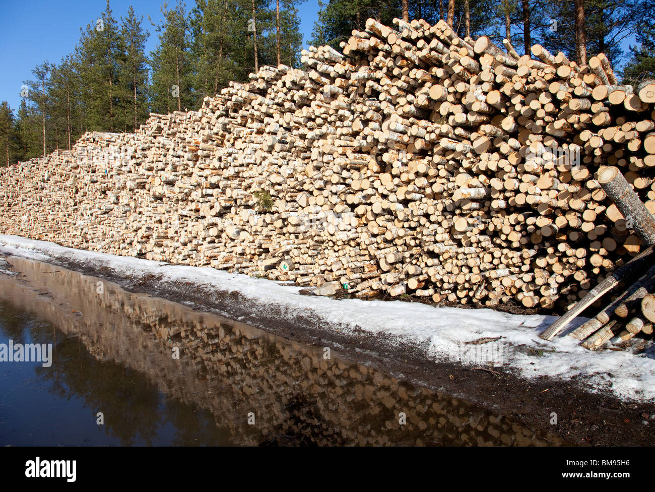 Pile of birch ( betula ) logs waiting for transport , Finland Stock ...