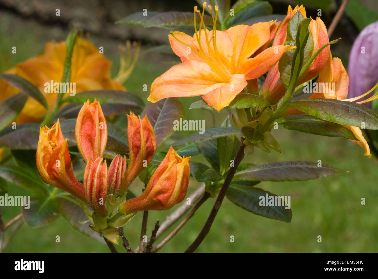 Azalea in bloom Stock Photo - Alamy