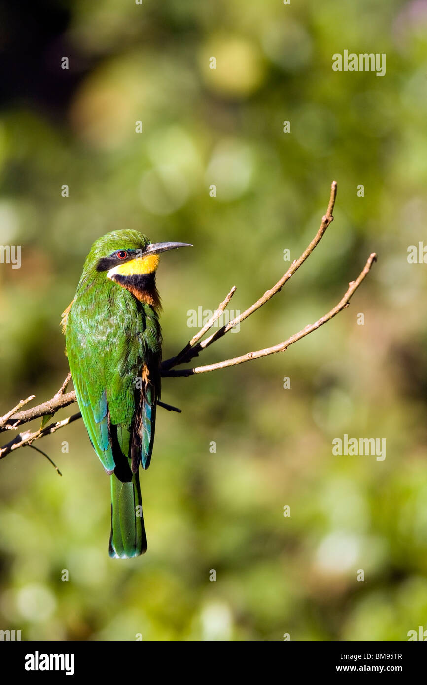 Cinnamon-chested Bee-eater - Aberdare National Park, Kenya Stock Photo ...