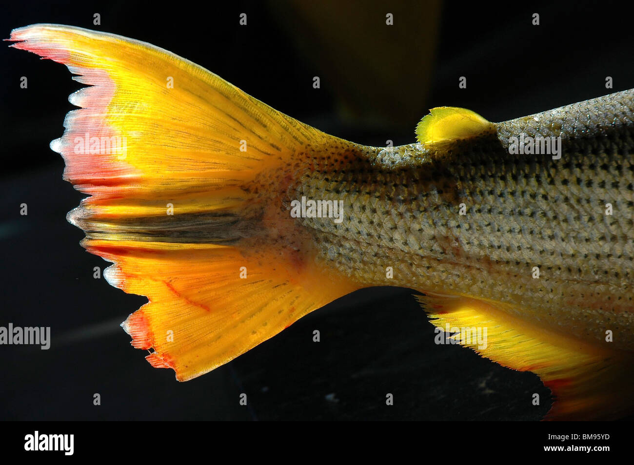 Fish tail detail Pantanal Brazil Stock Photo - Alamy