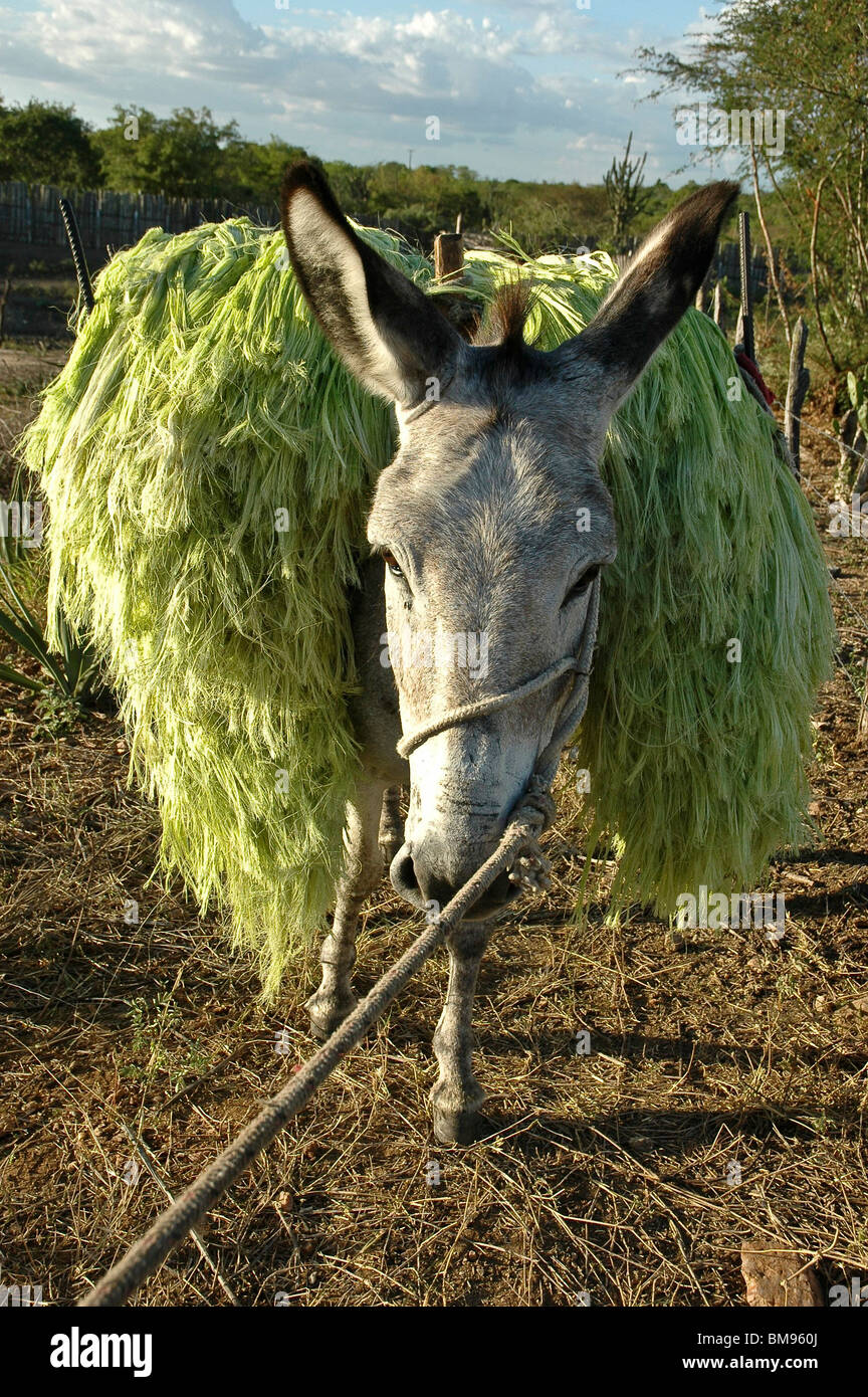 Jegue, donkey ( Equus asinus ), the domestic ass. Transportation of sisal fibre, Bahia state ...