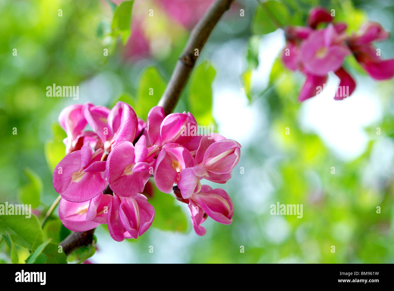 Locust tree branch blooming in the spring Stock Photo - Alamy