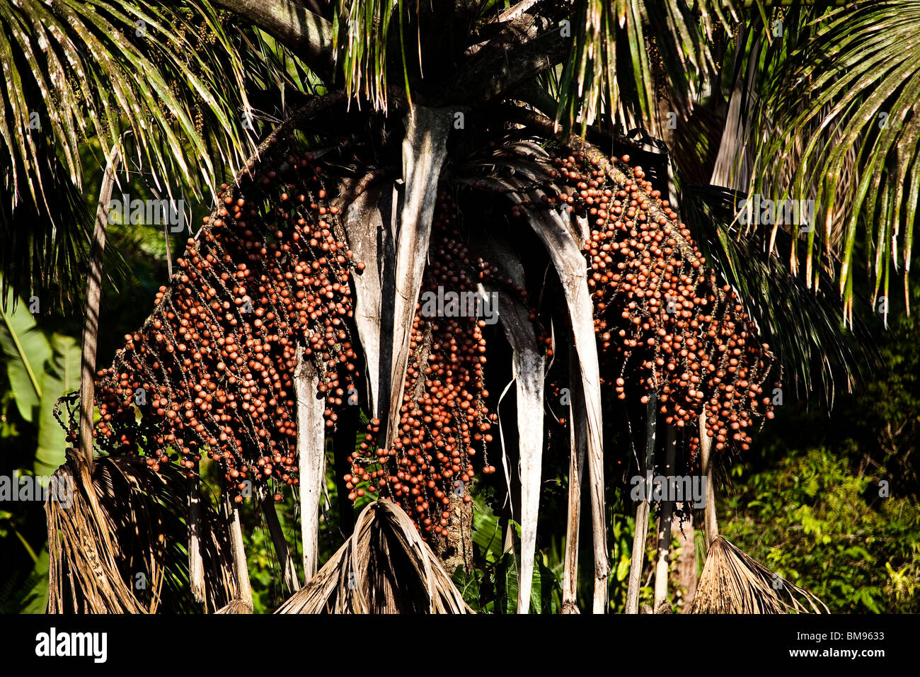 The Buriti tree in Maranhão State, Brazil Stock Photo - Alamy
