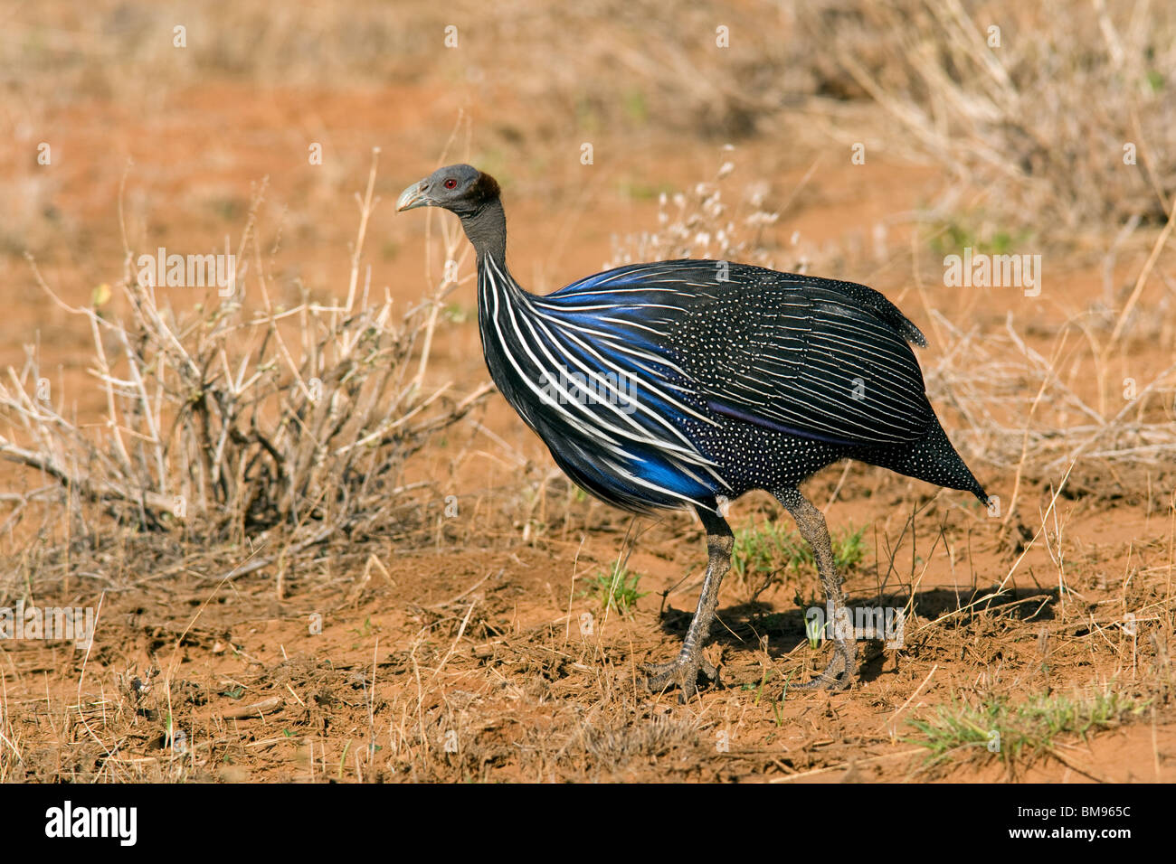 Vulturine guinea fowl kenya hi-res stock photography and images - Alamy