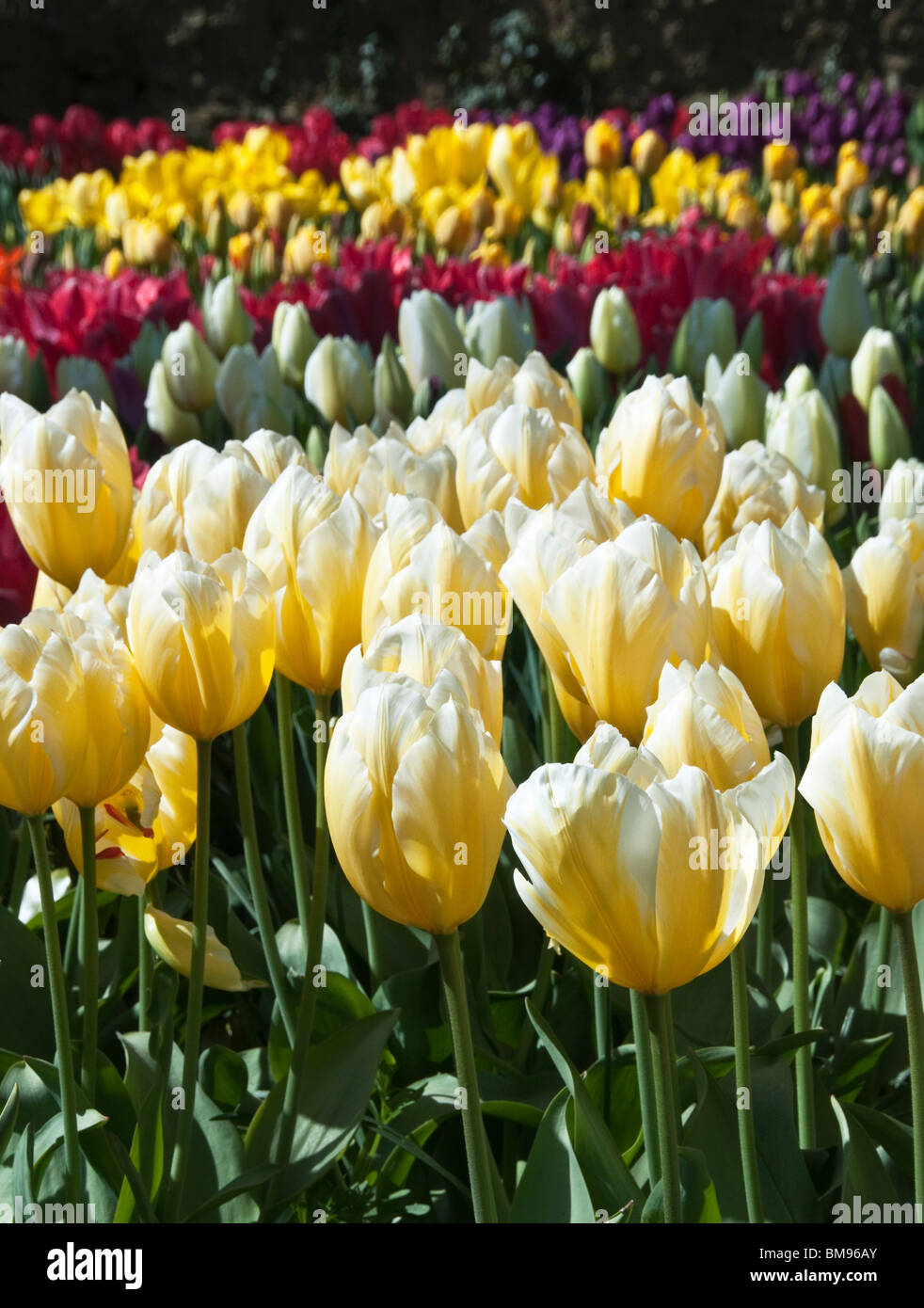 Tulip displays at Lost Gardens of Heligan Cornwall Stock Photo - Alamy