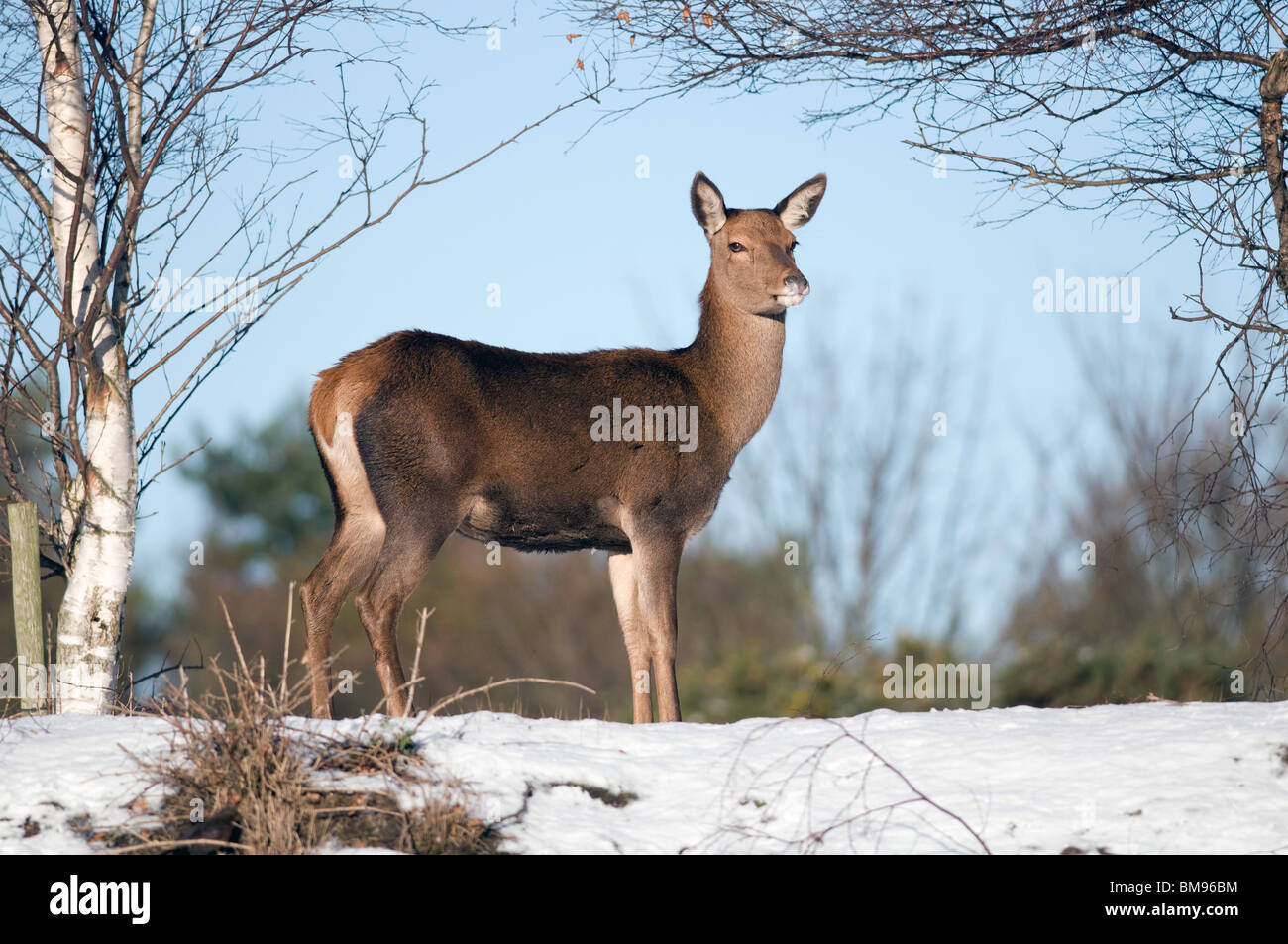 Deer on hind legs hi-res stock photography and images - Alamy