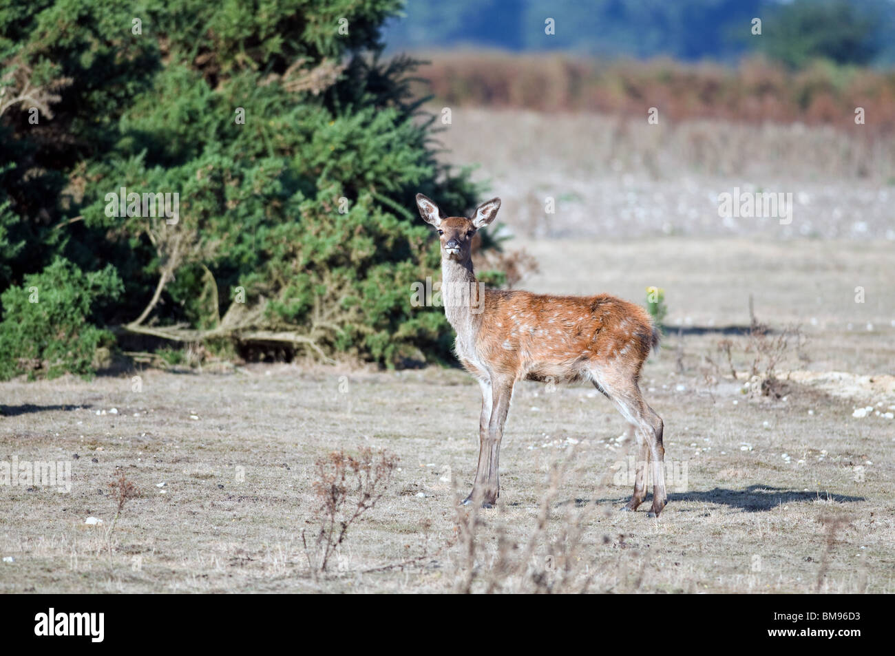 Deer on hind legs hi-res stock photography and images - Alamy