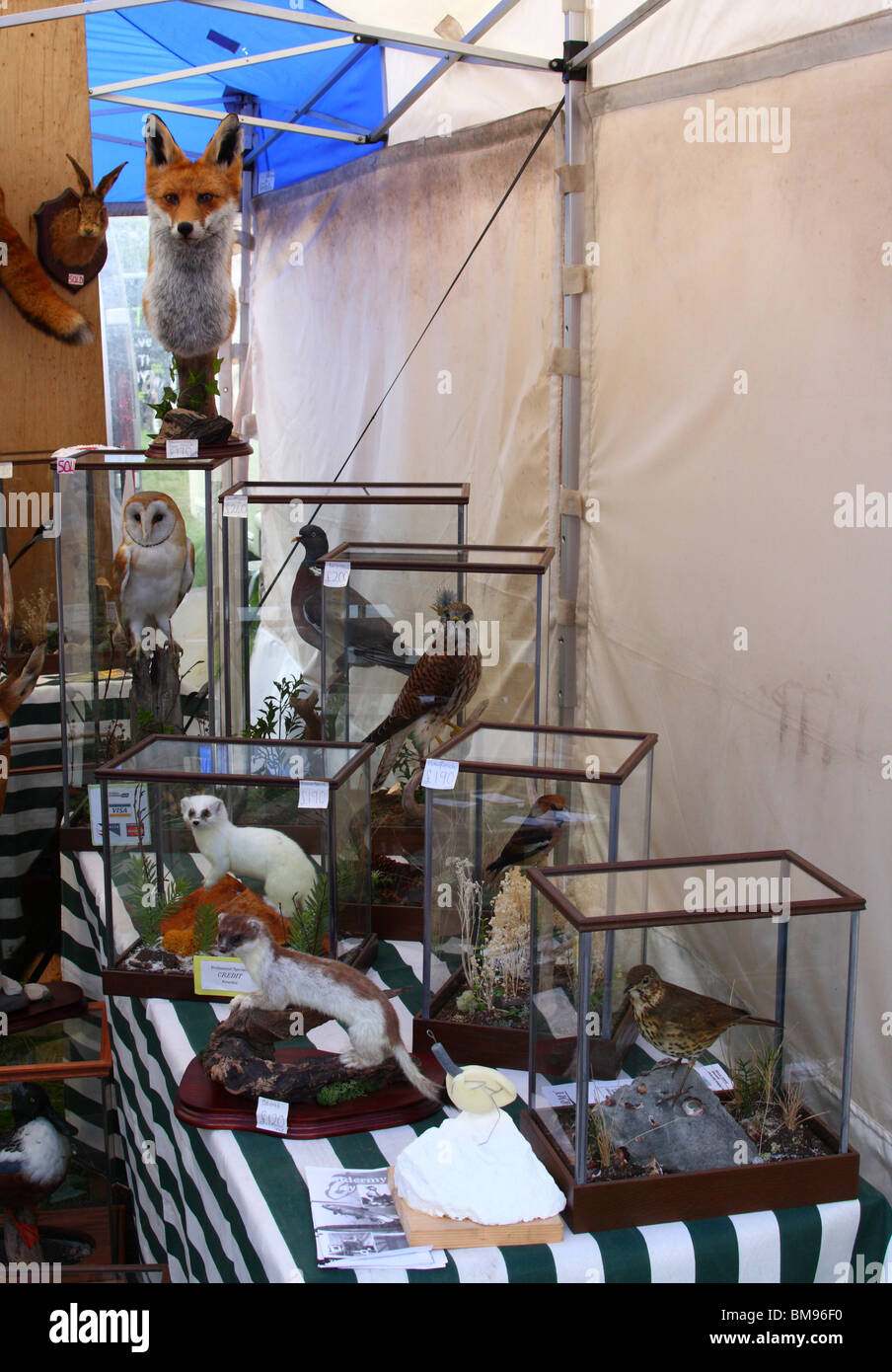 Taxidermist display hi-res stock photography and images - Alamy