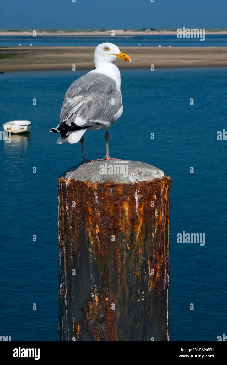 Seagull standing on boat hi-res stock photography and images - Alamy