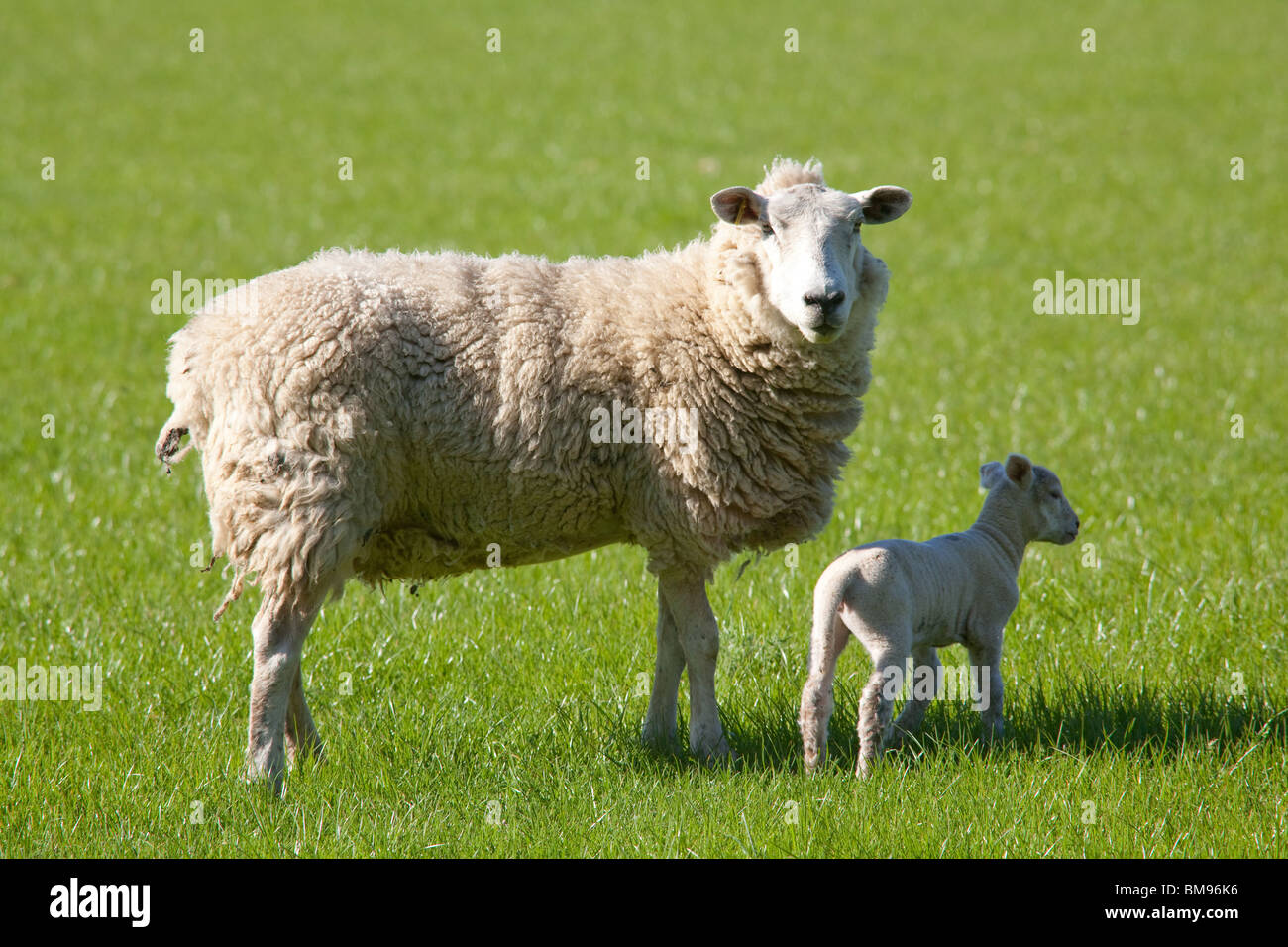 English field spring hi-res stock photography and images - Alamy