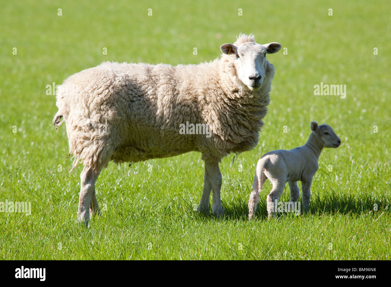 Lamb english countryside spring hi-res stock photography and images - Alamy