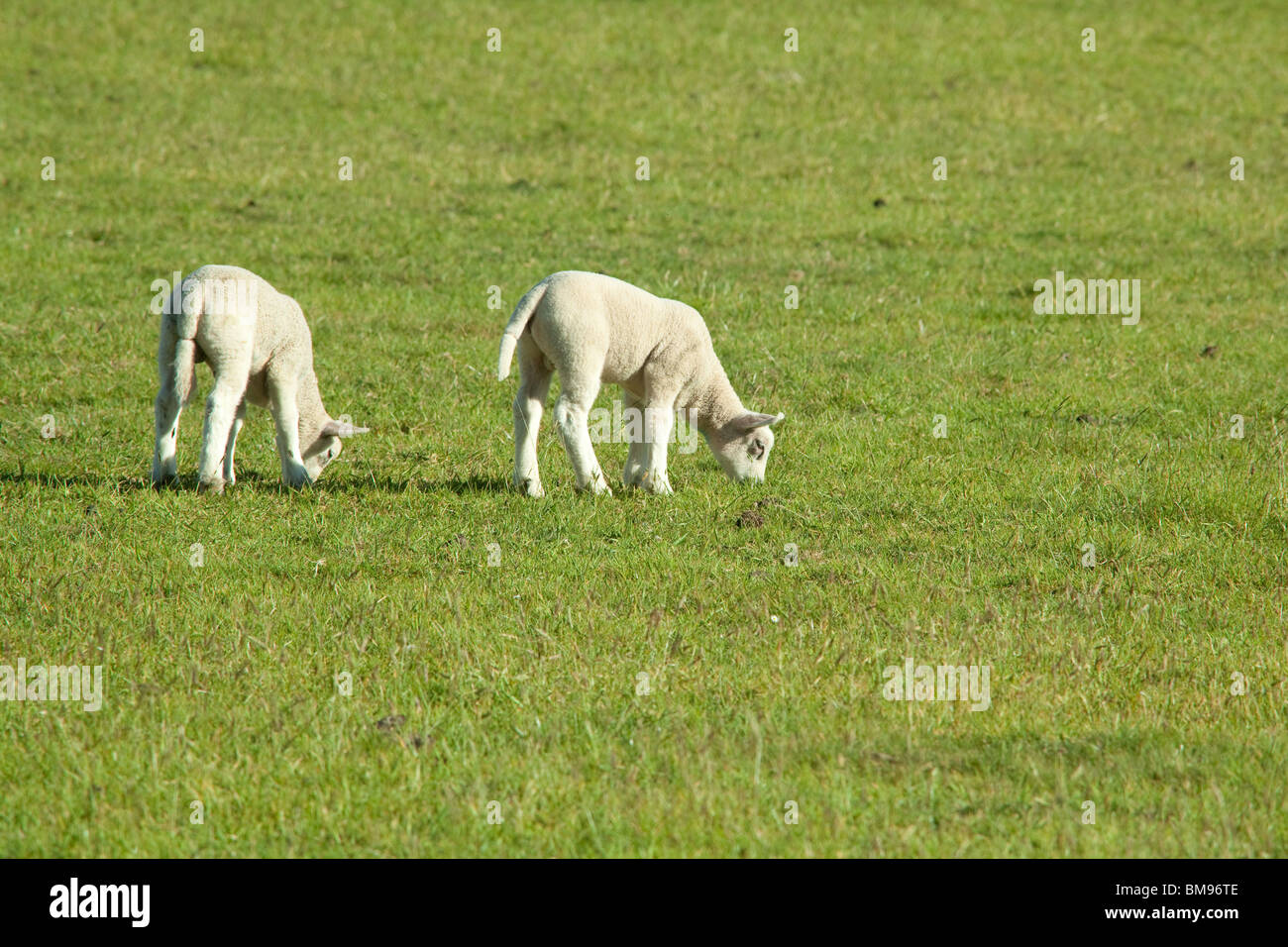 Lambs england hi-res stock photography and images - Alamy