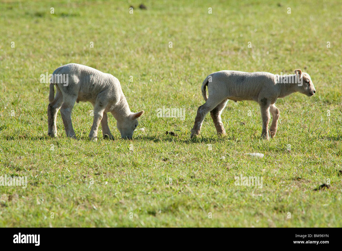 Spring lambs hi-res stock photography and images - Alamy