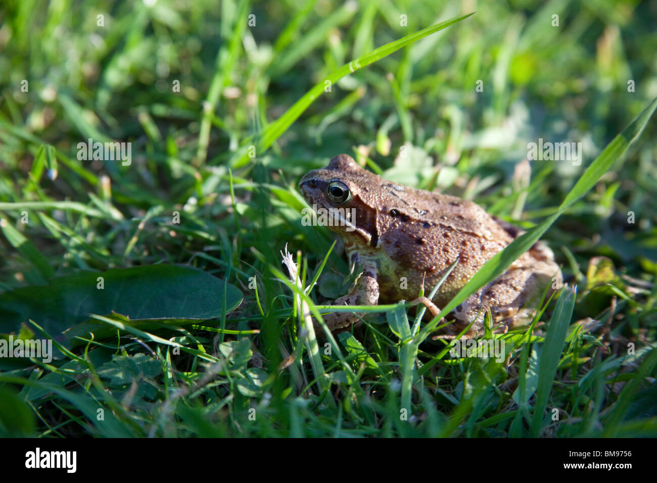 Common english frog hi-res stock photography and images - Alamy