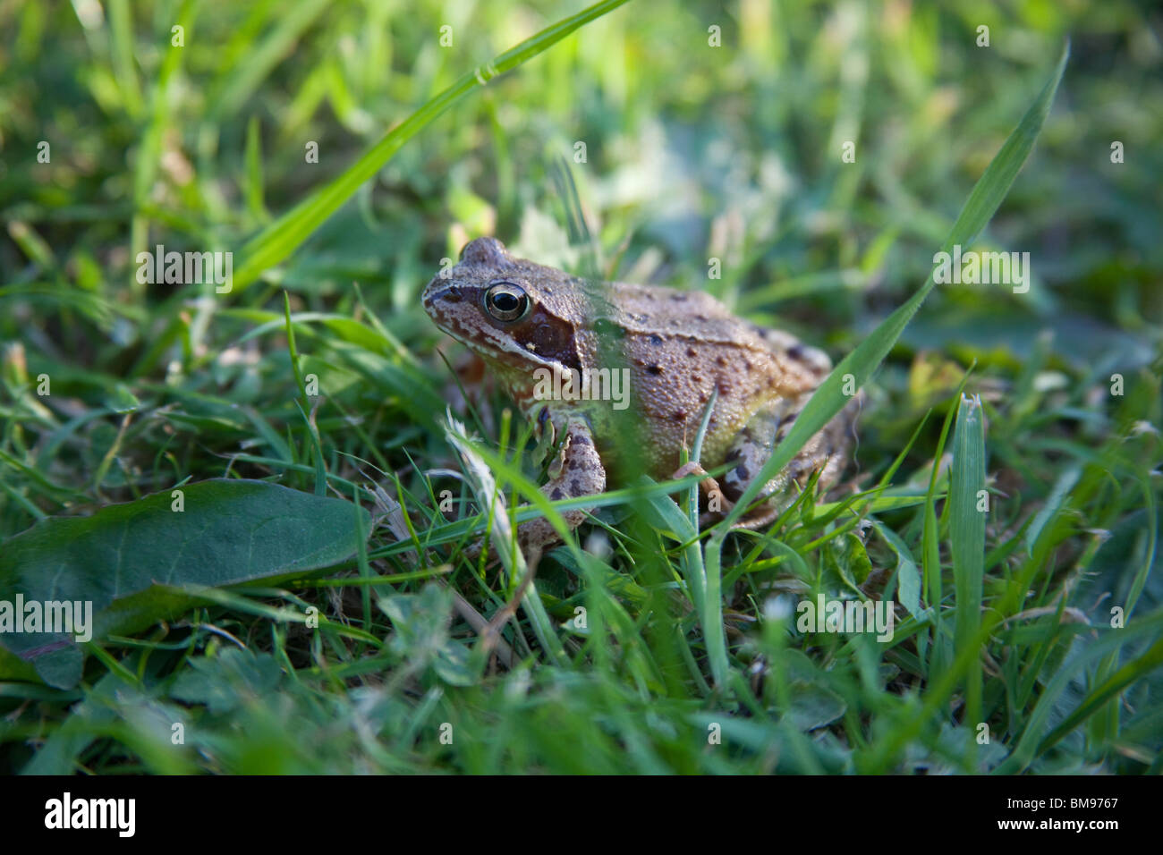 English common frog hi-res stock photography and images - Alamy