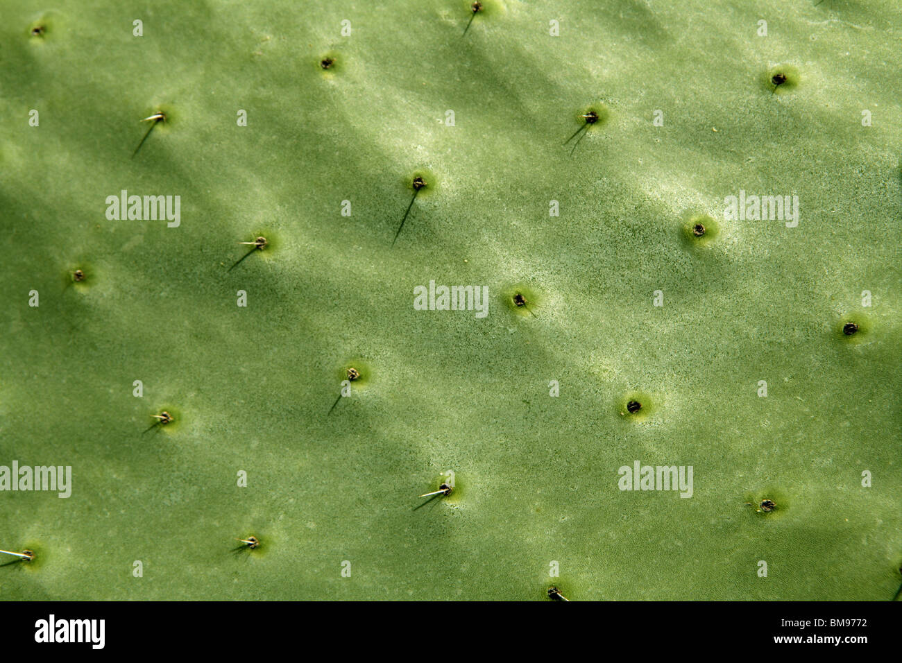 prickly pear cactus nopal detail Mediterranean area Stock Photo - Alamy