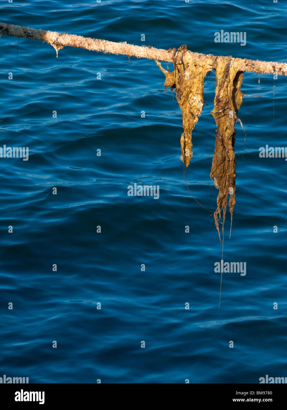 Seaweed rope hi-res stock photography and images - Alamy