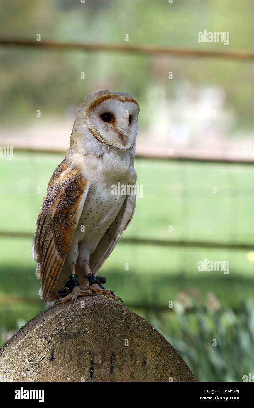 Owl - Bird of prey Stock Photo - Alamy