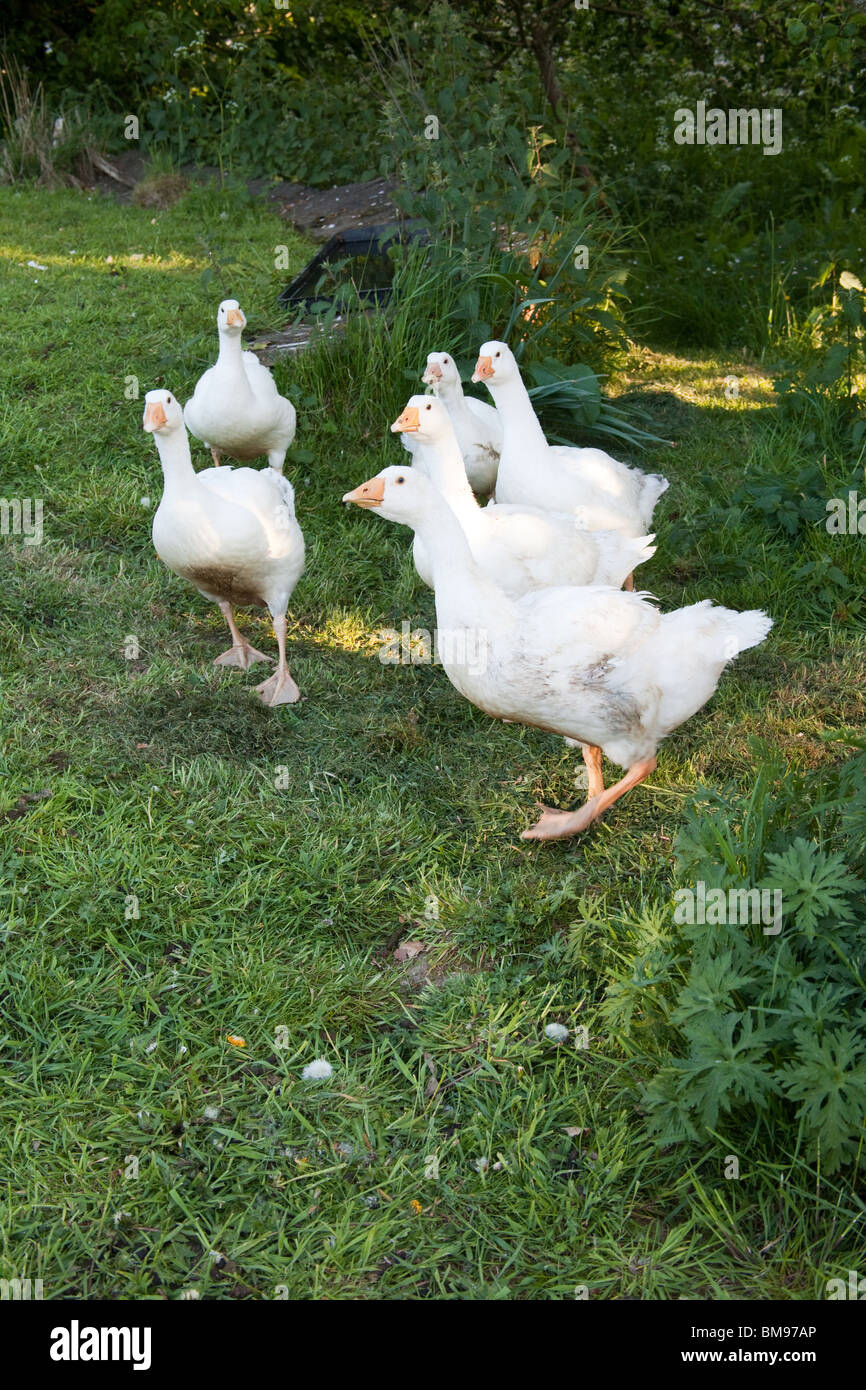 White embden geese hi-res stock photography and images - Alamy