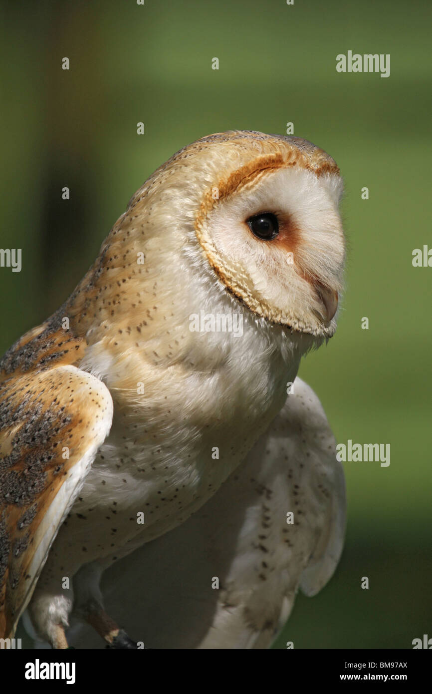Birds Of Prey Feather Stock Photos & Birds Of Prey Feather Stock Images ...