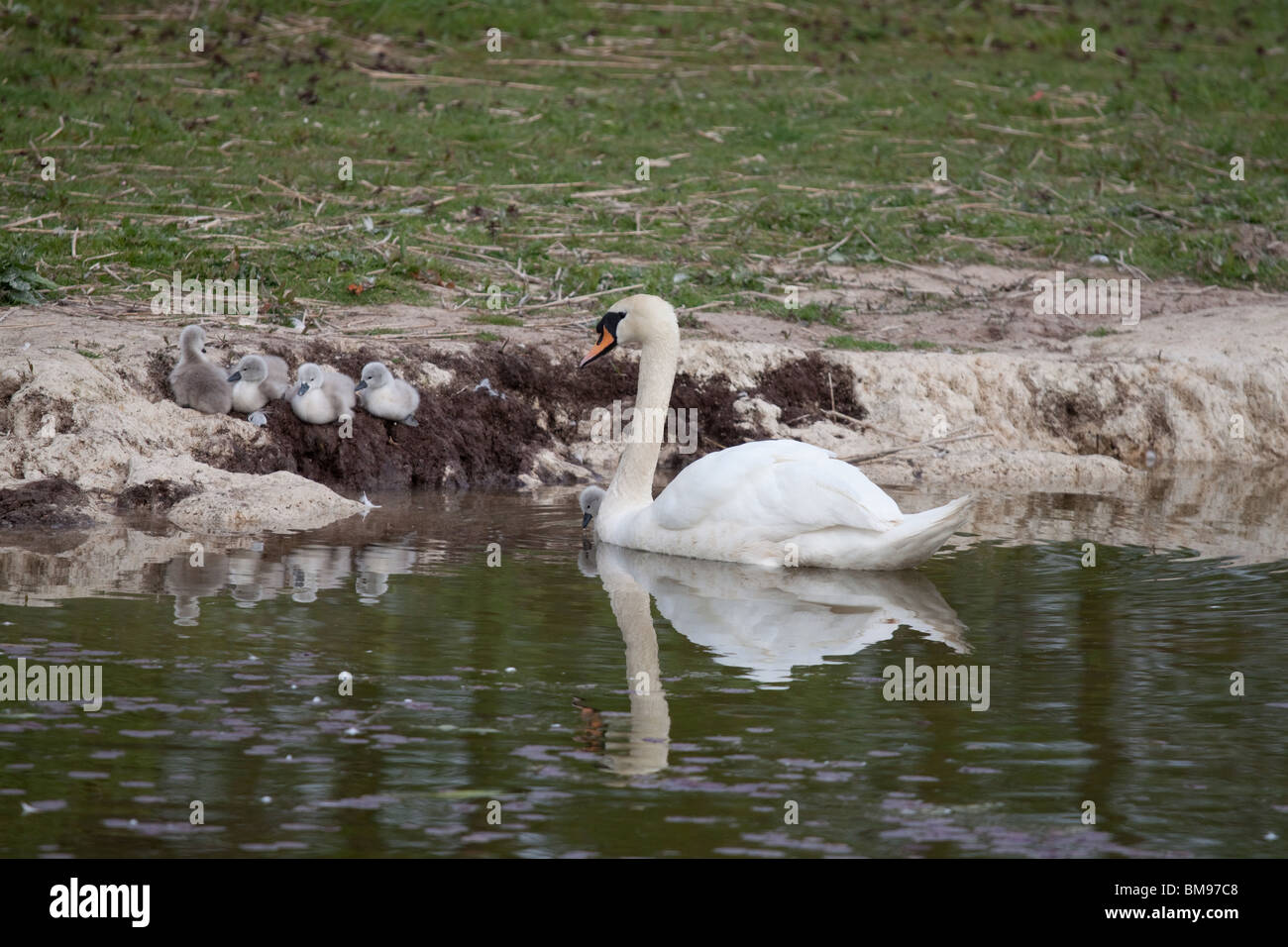 Resting swan hi-res stock photography and images - Alamy
