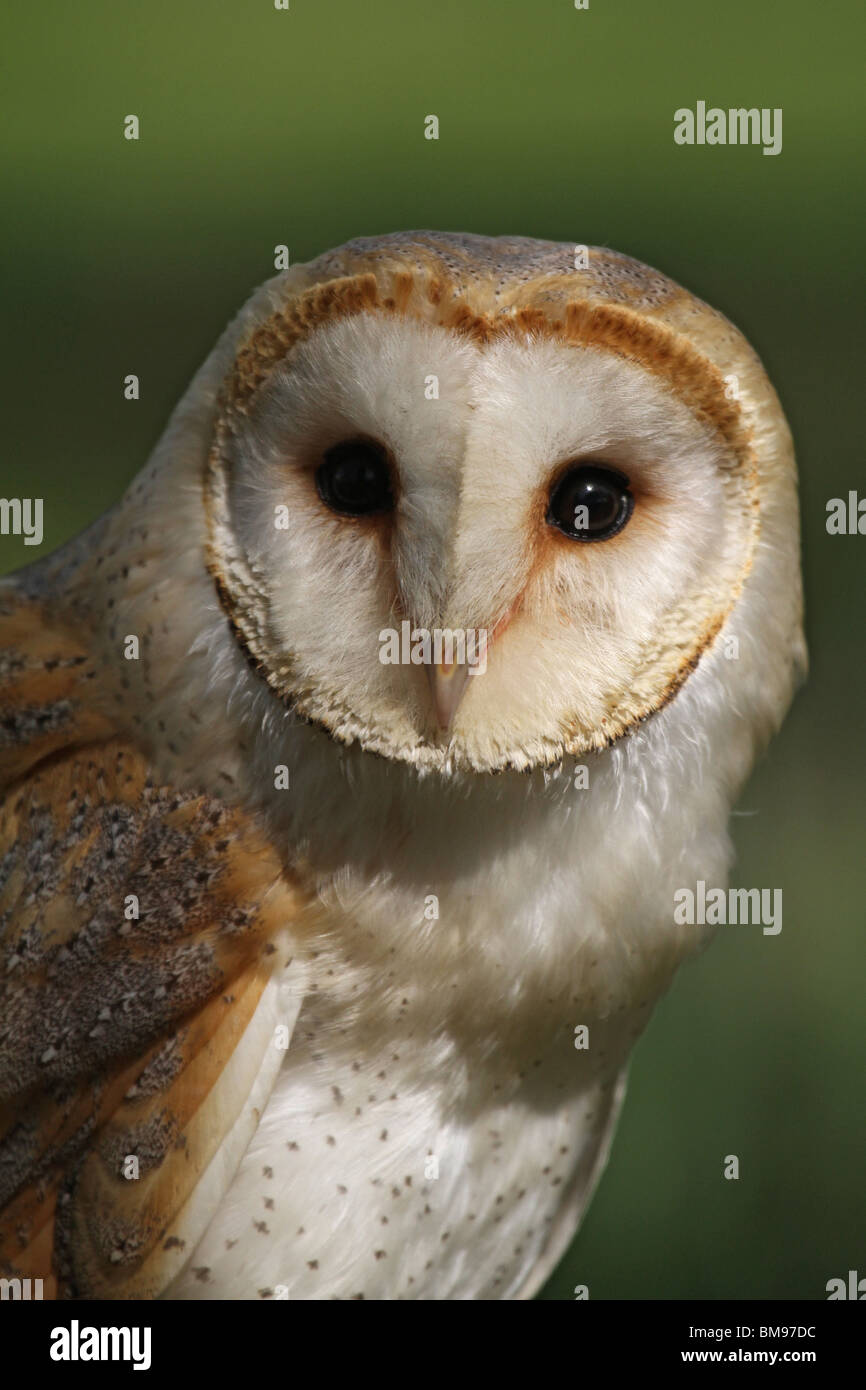 Owl - Bird of prey Stock Photo - Alamy