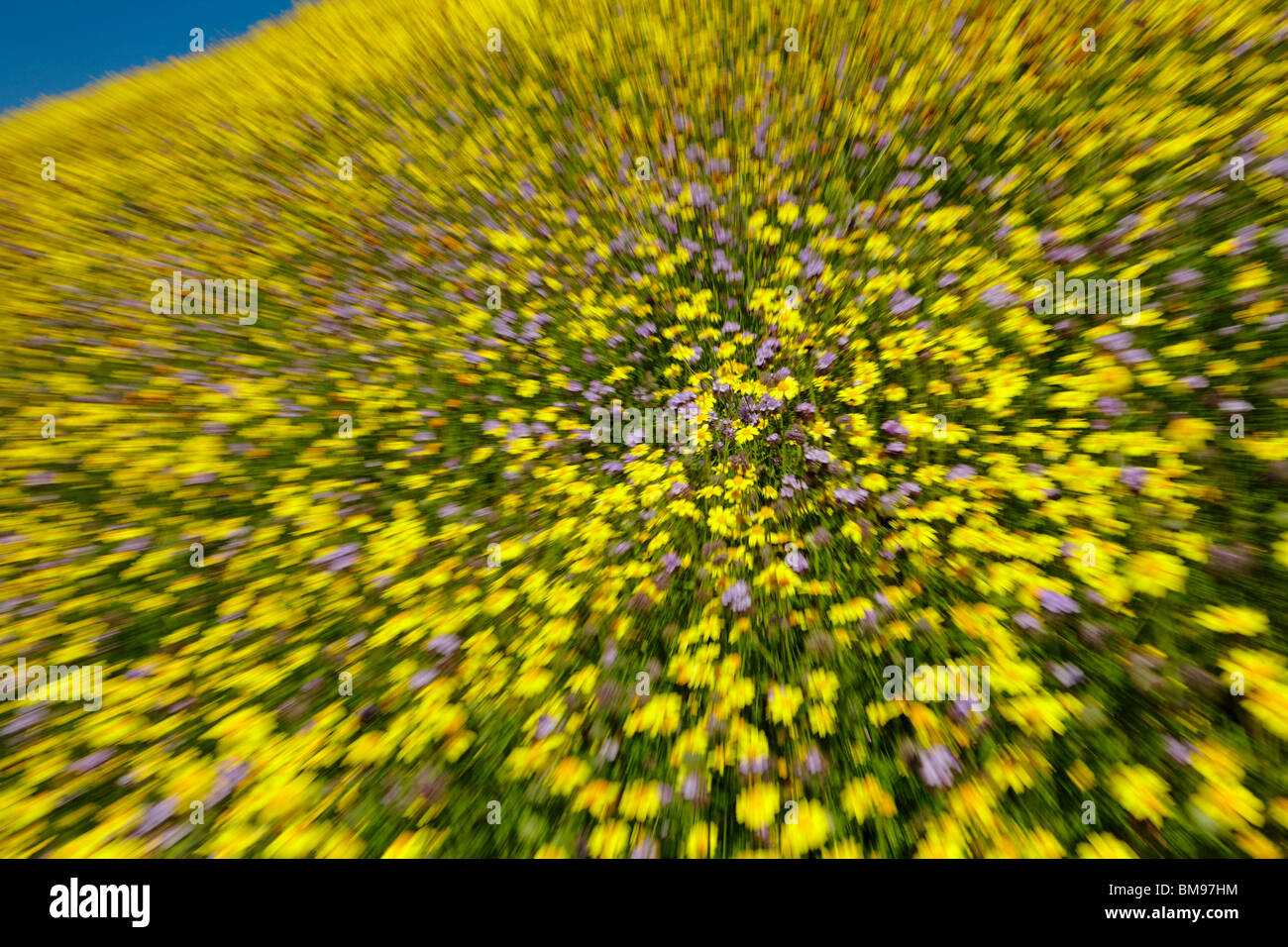 Golden aster wildflowers in spring along Highway 41 near Paso Robles ...