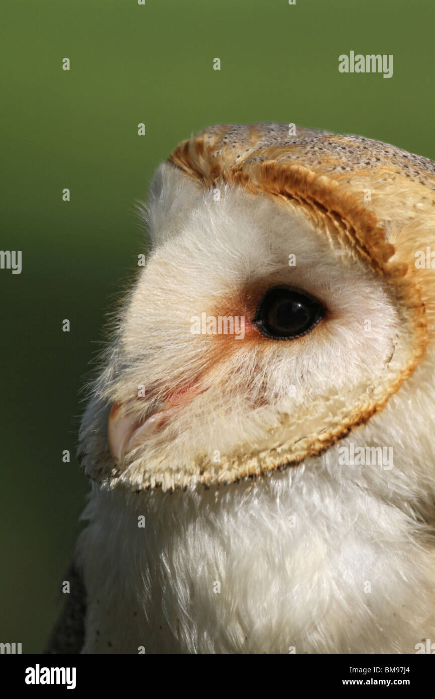 Owl - Bird of prey Stock Photo - Alamy