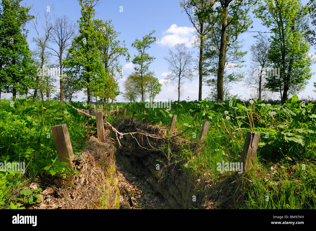 German First World War preserved trenches at Bayernwald, Ypres Salient ...