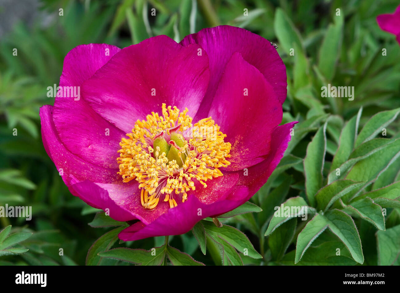 Paeonia officinalis paeonia officinalis hi-res stock photography and ...