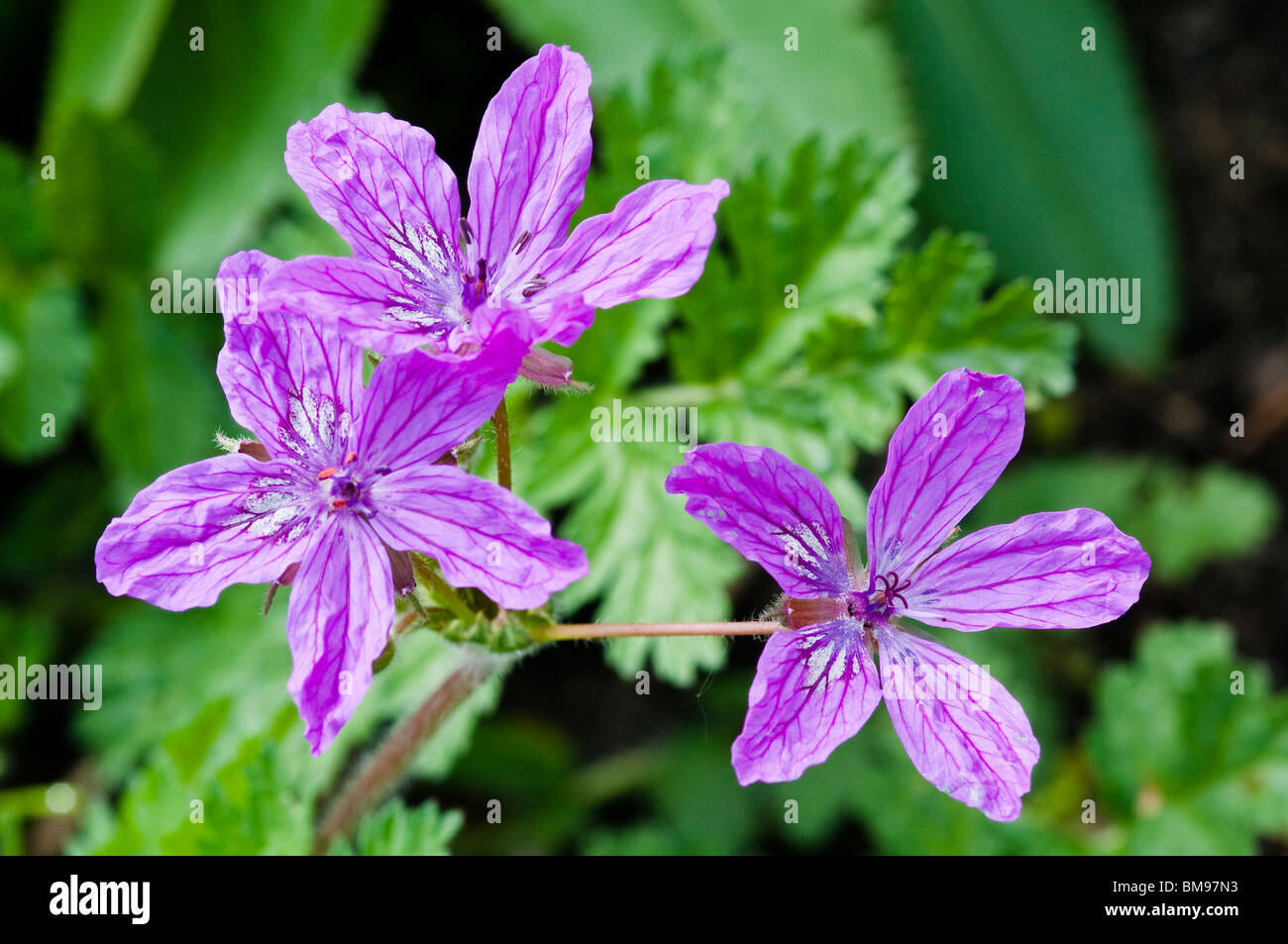 Erodium manescavii hi-res stock photography and images - Alamy