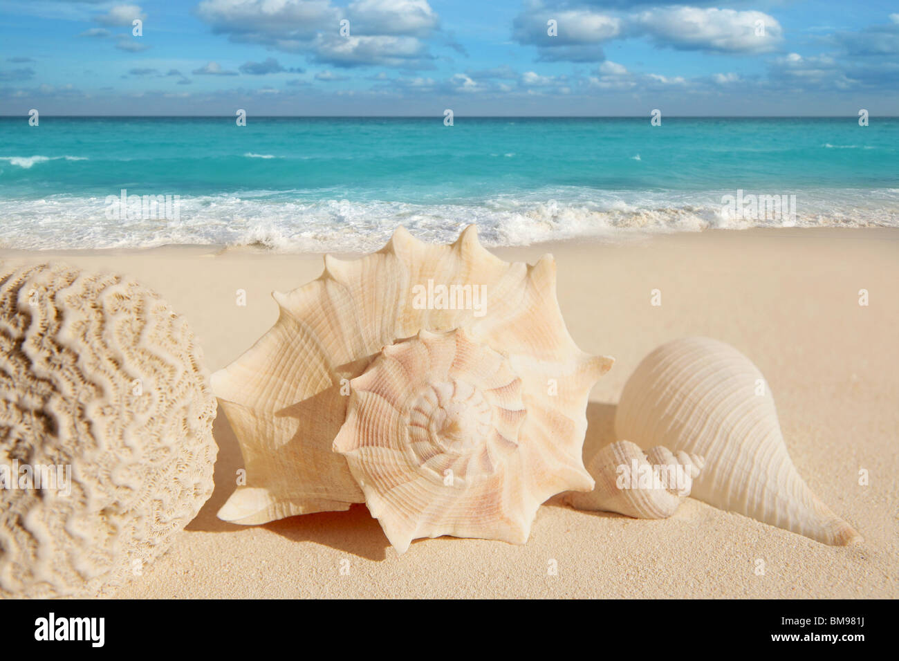 Mayan sea shells hi-res stock photography and images - Alamy