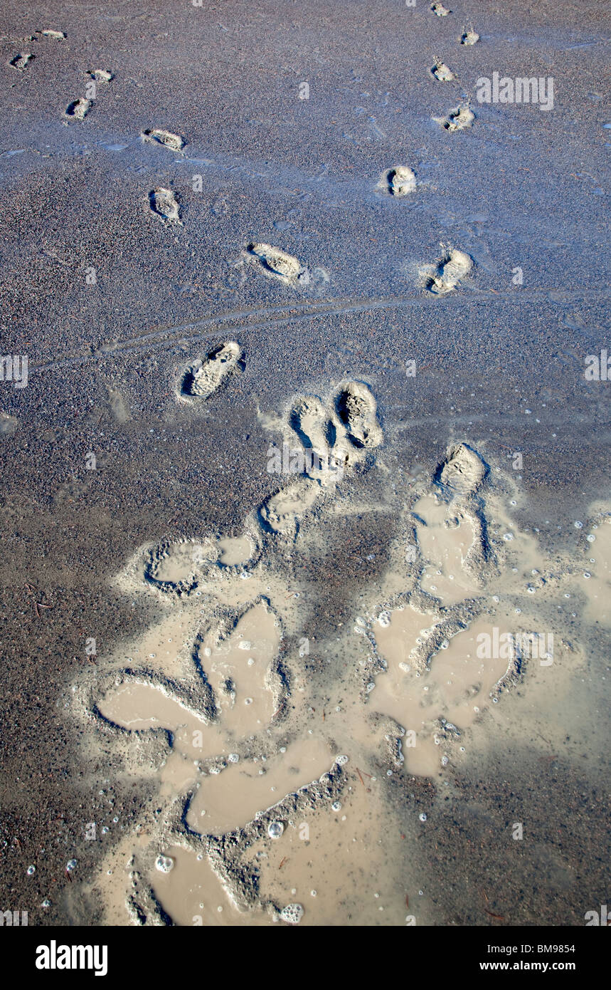 Muddy Footprints Stock Photos & Muddy Footprints Stock Images - Alamy