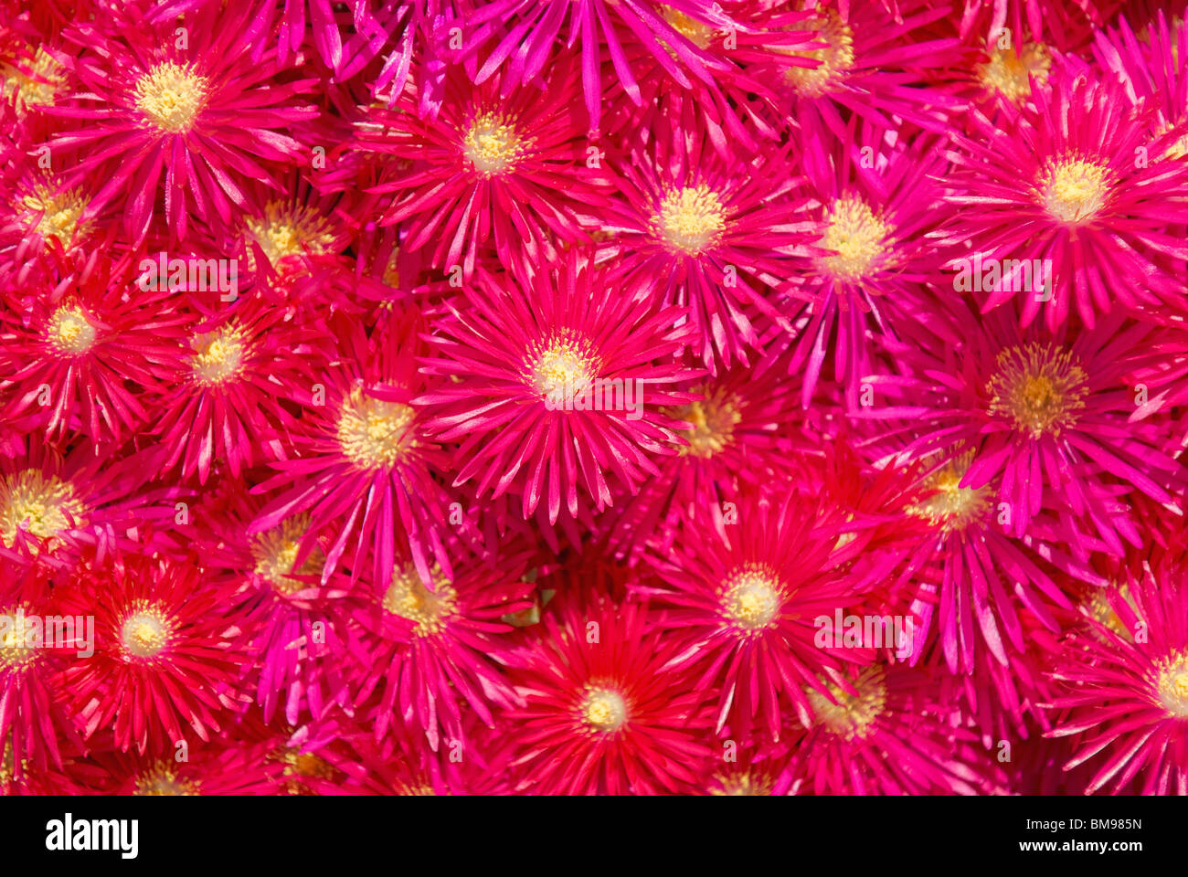 Trailing Ice Plant (Lampranthus Spectabilis Stock Photo - Alamy