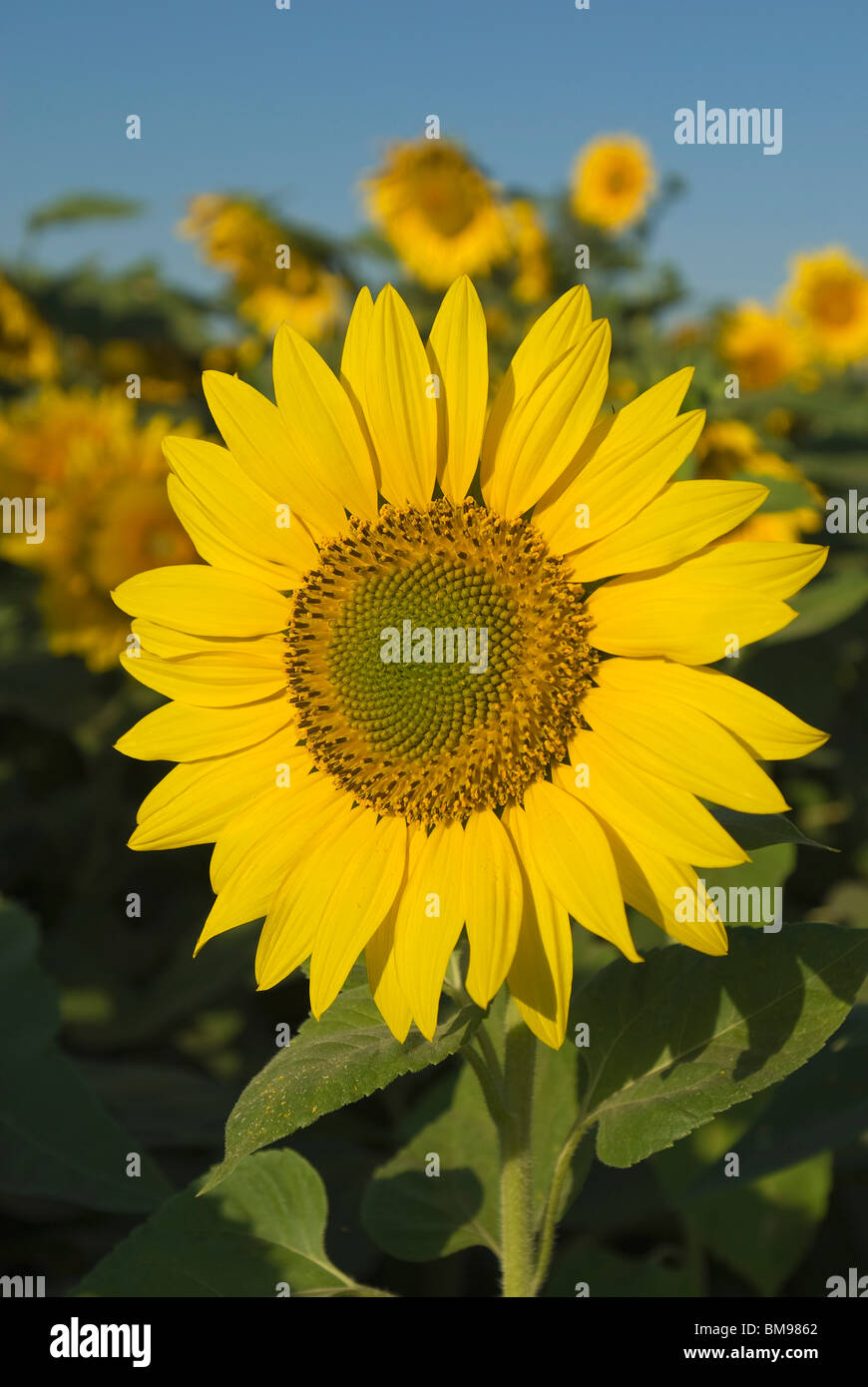 Sunflower pics hi-res stock photography and images - Alamy