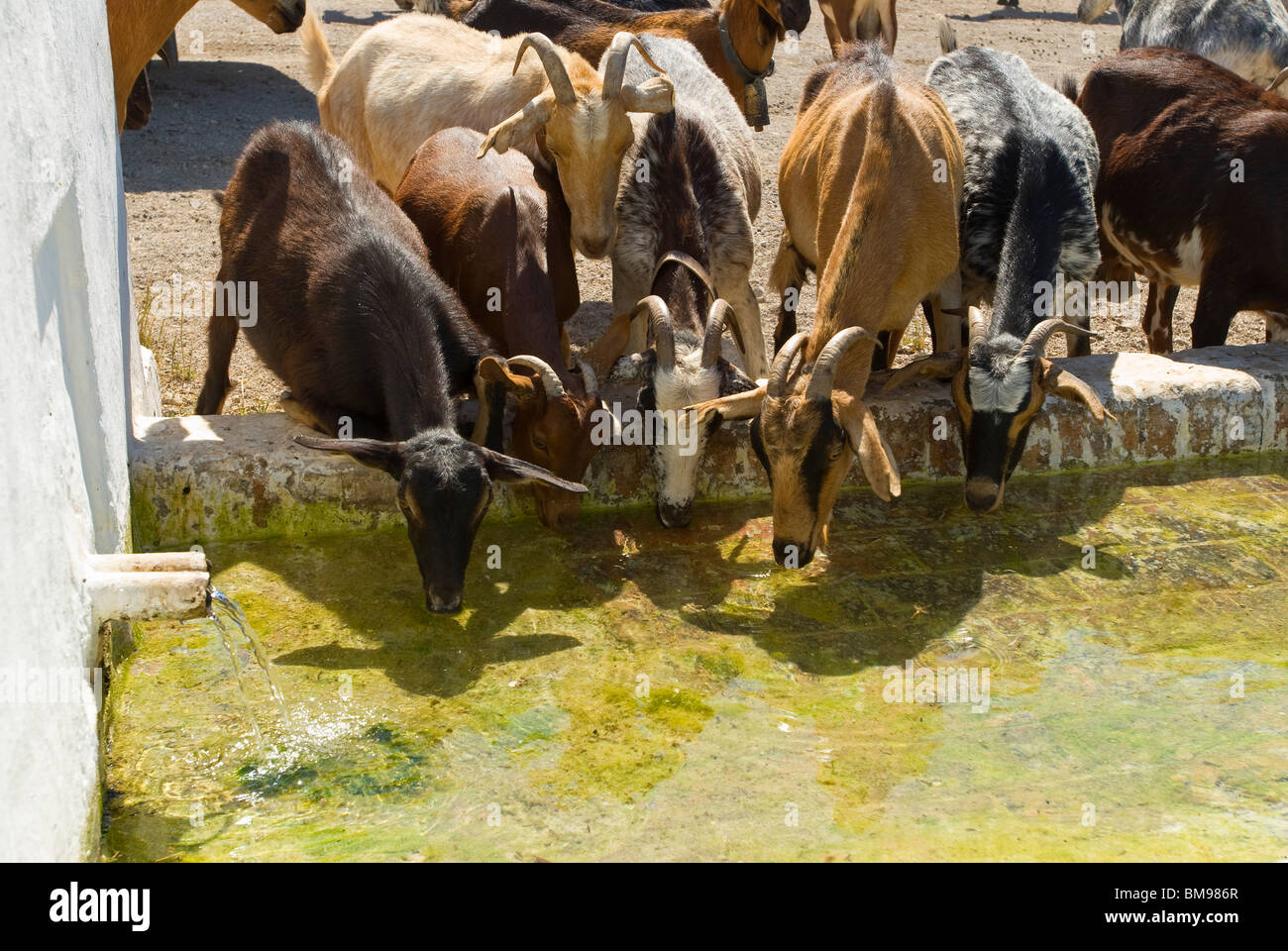Goats Drinking, Andalusia, Spain Stock Photo - Alamy