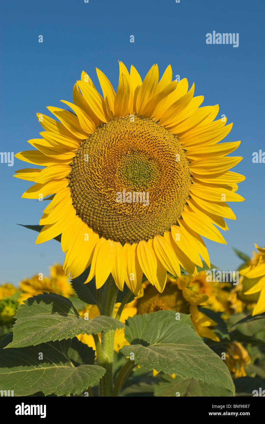 Sunflower pics hi-res stock photography and images - Alamy