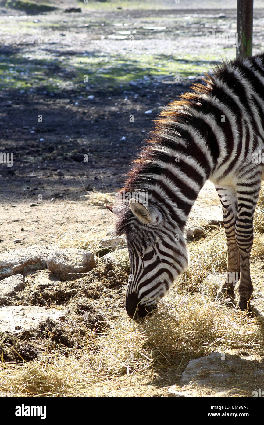 Zebra eating profile neck and head side Stock Photo - Alamy