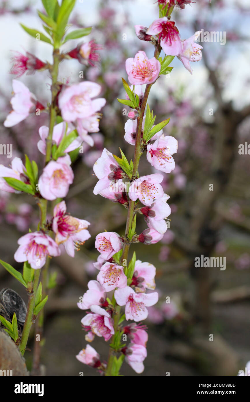 Almond tree leaf hi-res stock photography and images - Alamy