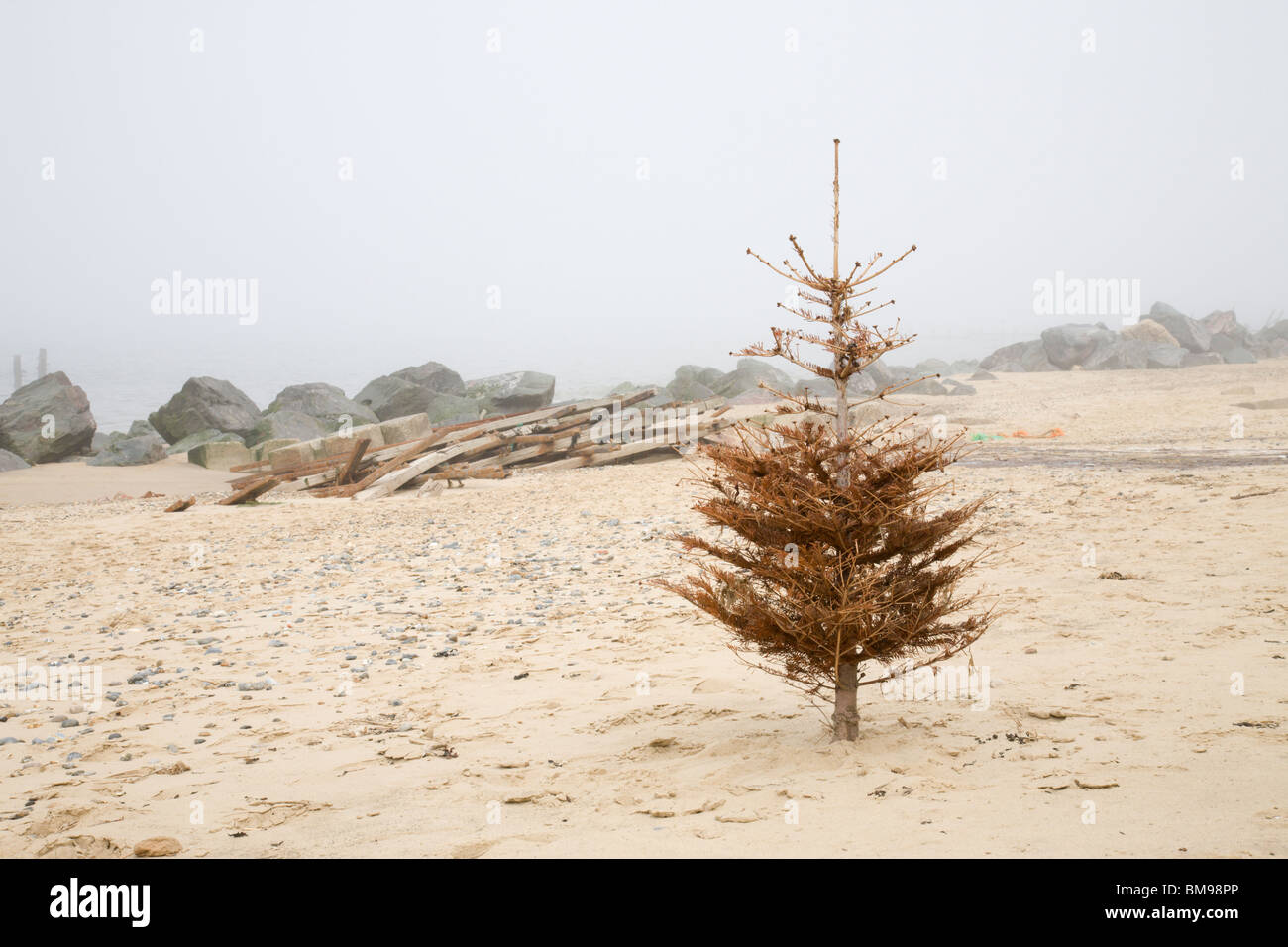 Dead fir tree hi-res stock photography and images - Alamy