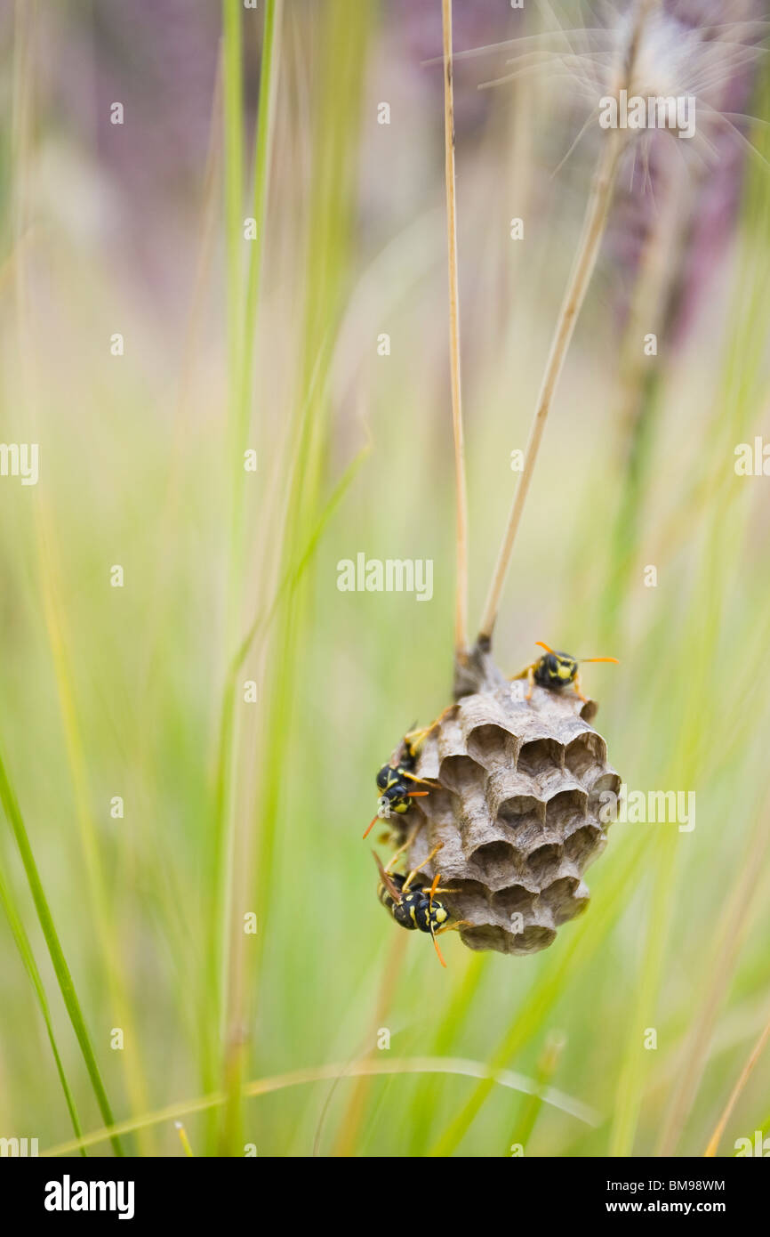 Wasp nest in long grass Stock Photo - Alamy